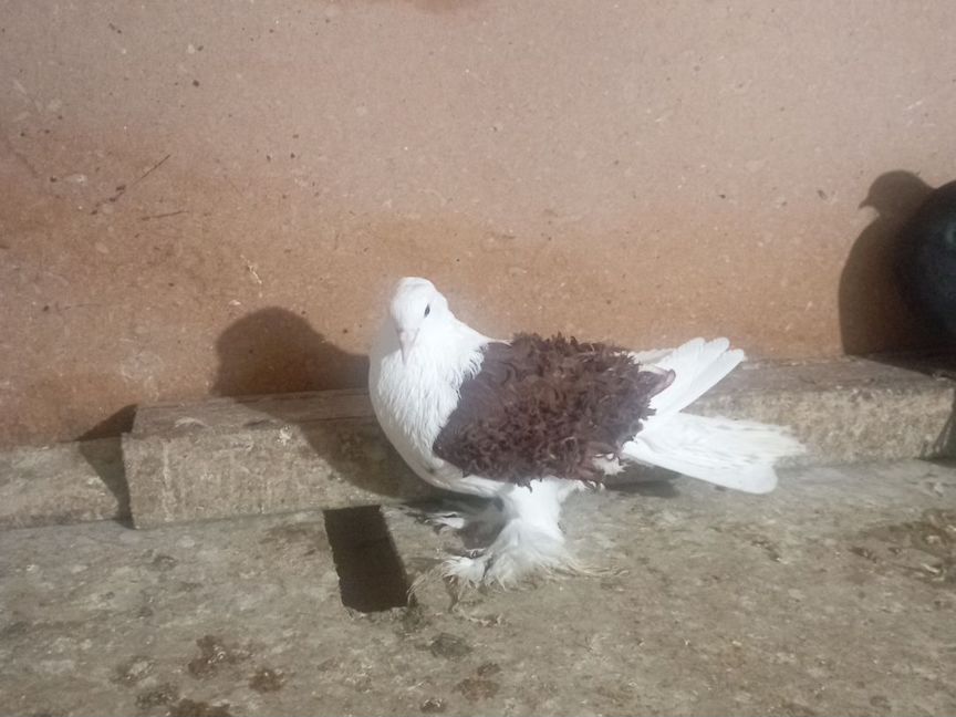 Голуби кучерявые