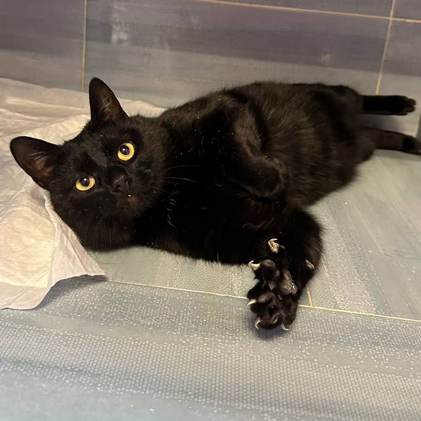 Взрослый кот в добрые руки