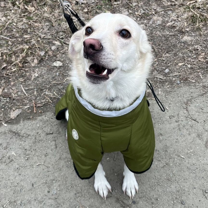 Взрослая собака в добрые руки