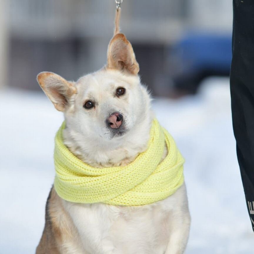 Собака