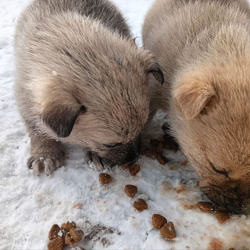 Щенки в добрые руки