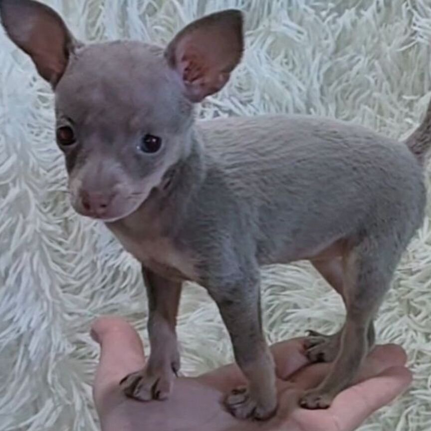 Девочка красотка