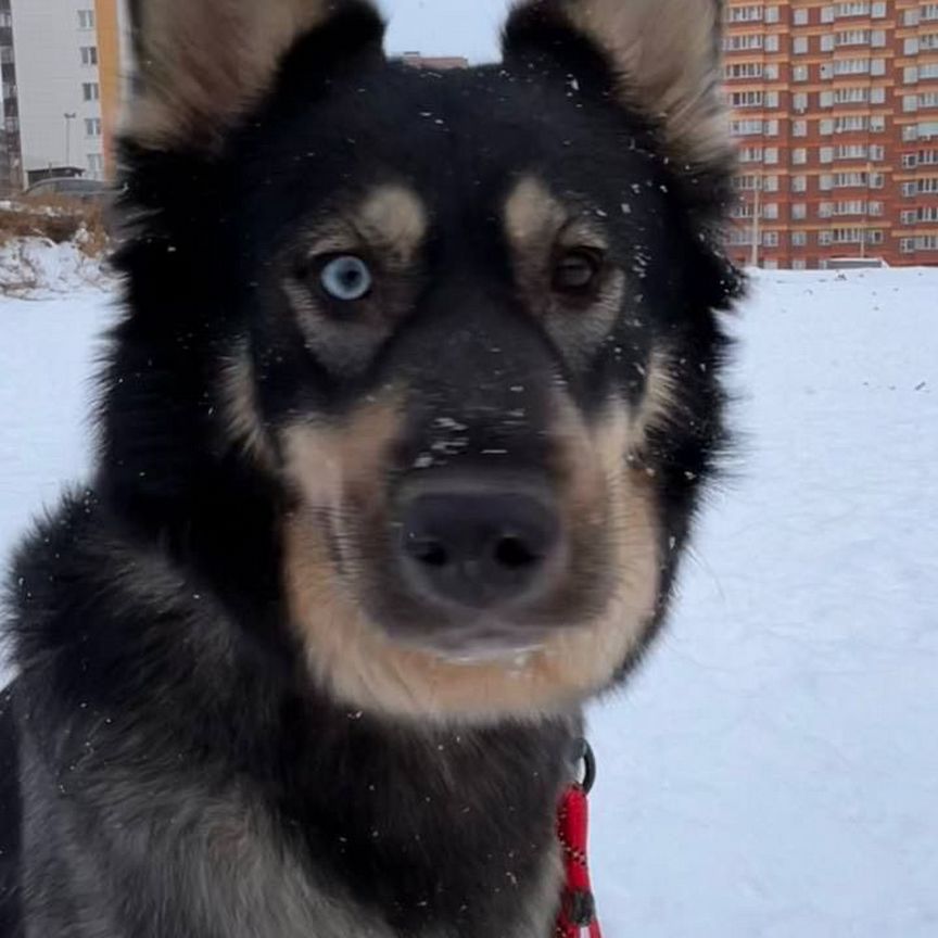 Овчарка