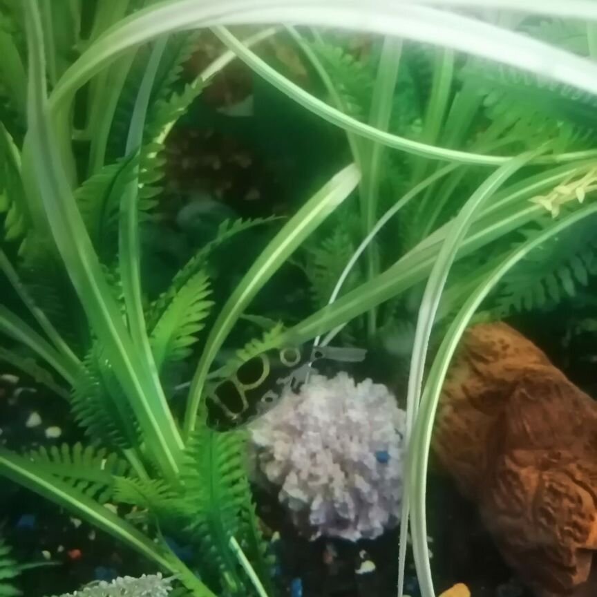 Рабки, тетрадон