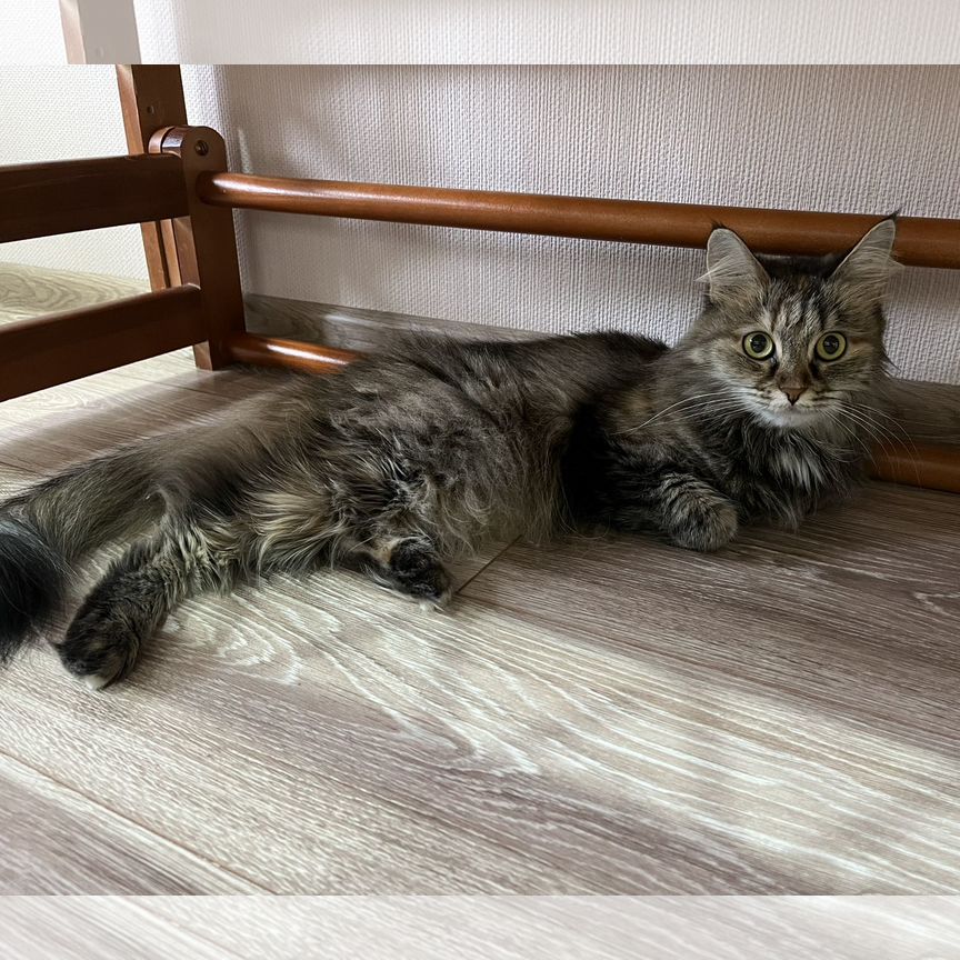 Отдам кошку в добрые руки