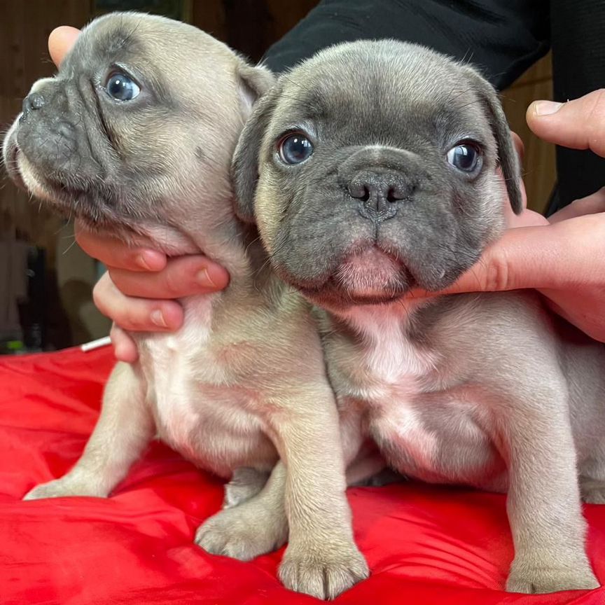 Собака щенки