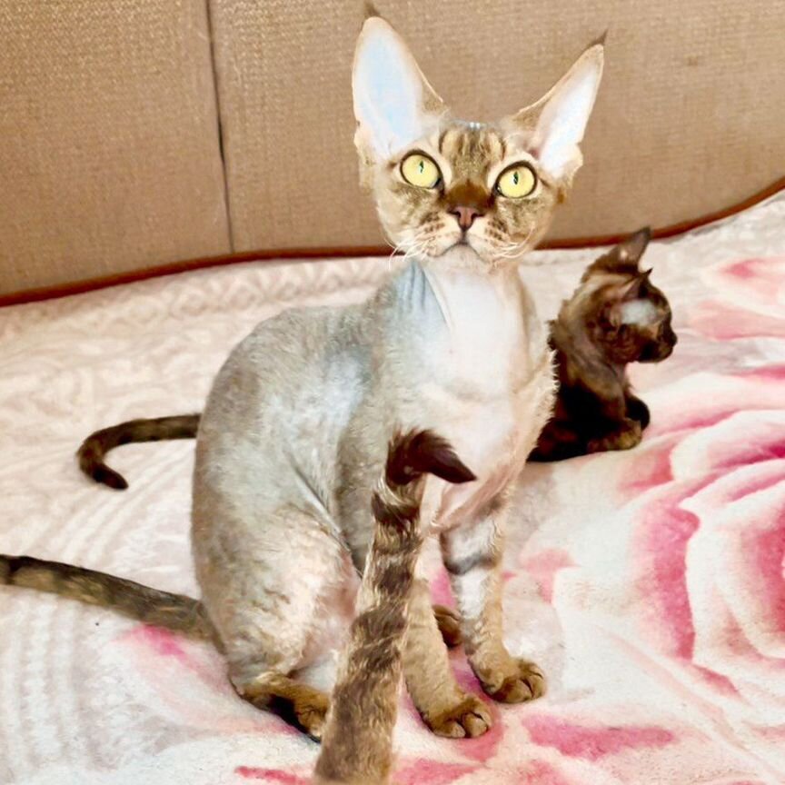 Котик 10 мес Девон рекс