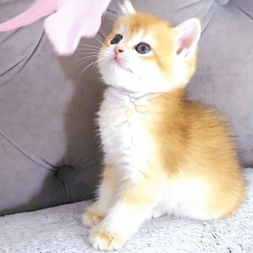 Британский короткошёрстный котёнок