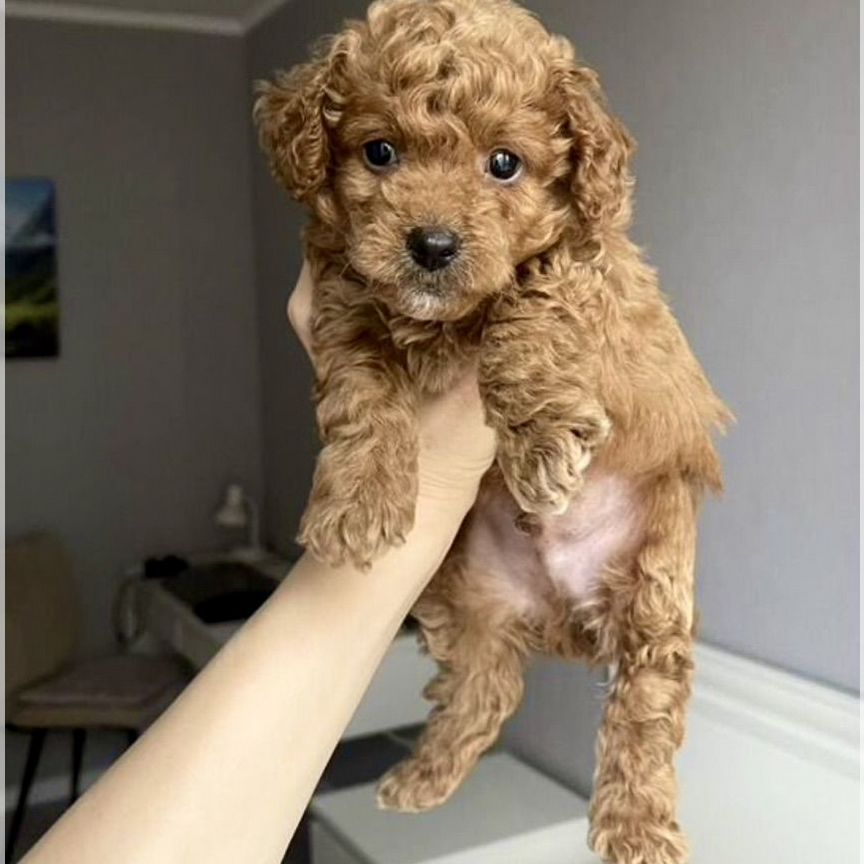 Той-пудель, щенок