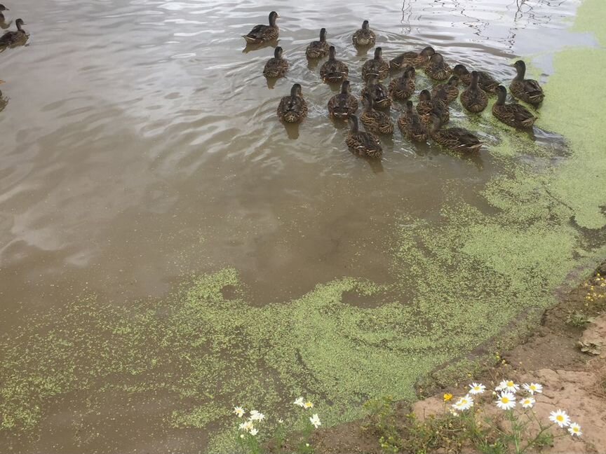 Дикая утка кряква