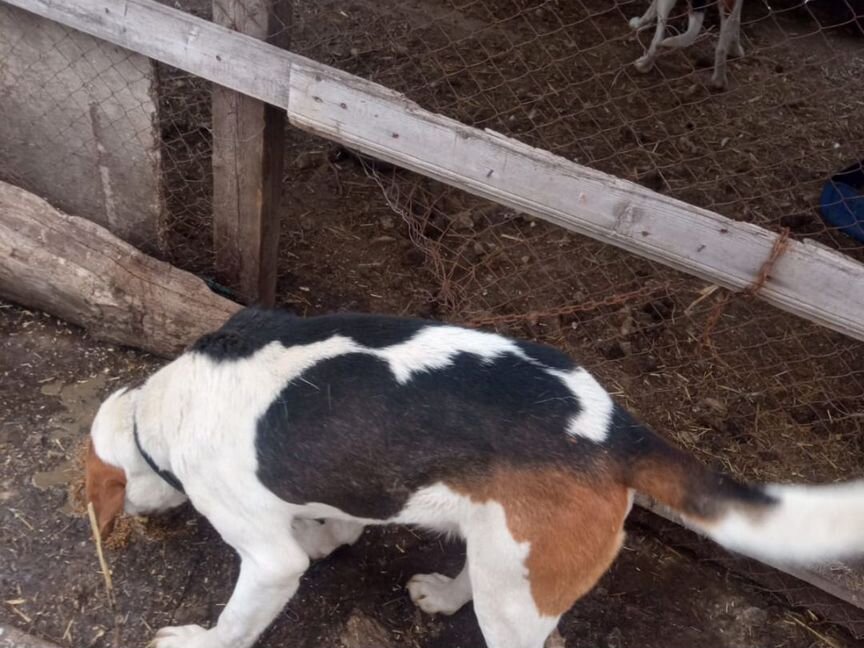 Продажа русских гончих