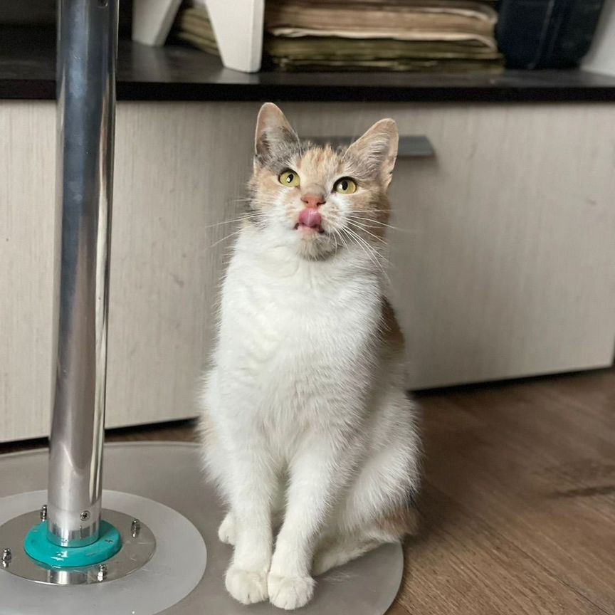 Кошка Мася