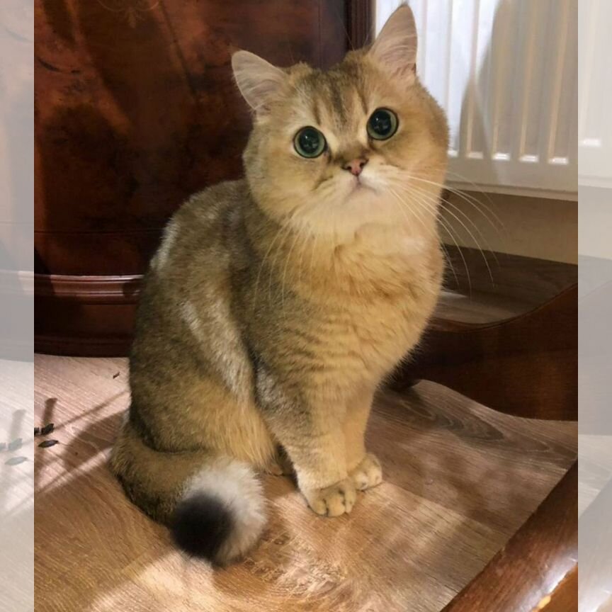 Золотая шиншилла