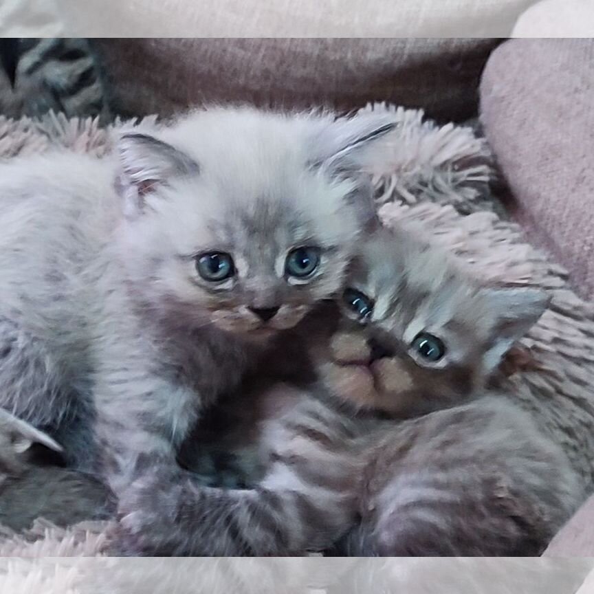 Британские котята