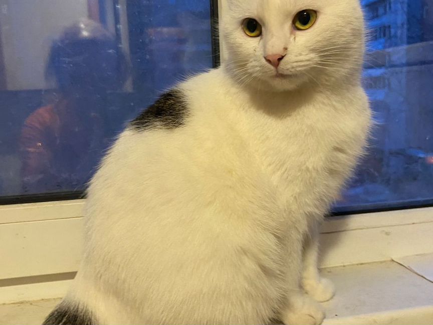 Молодая кошечка, подросток, в добрые руки