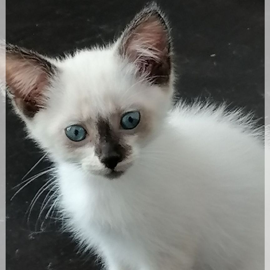 Тайские котята