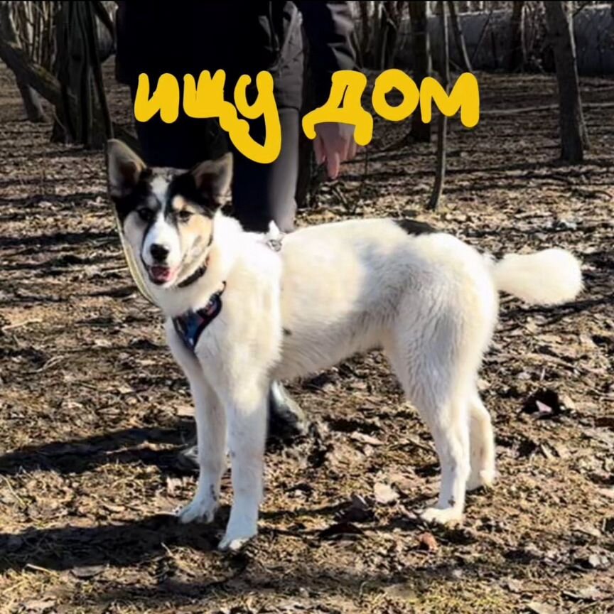 Щенок в добрые руки