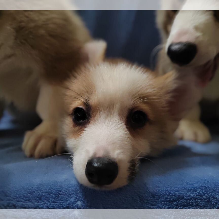 Щенки вельш-корги Пемброк Мальчики