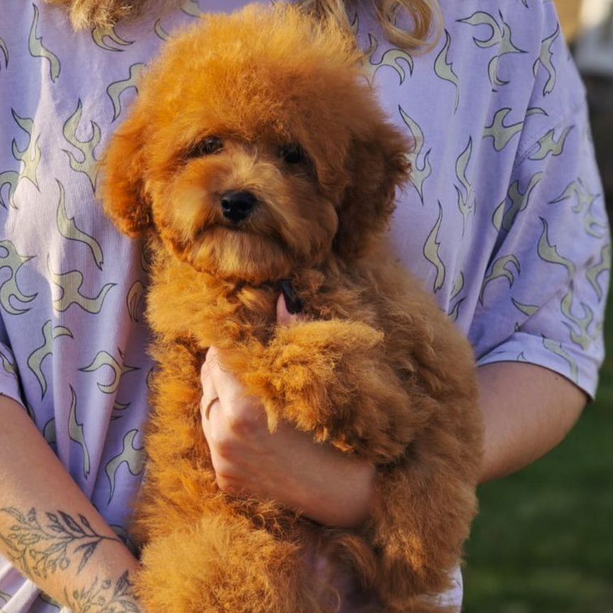 Той-пудель, щенок