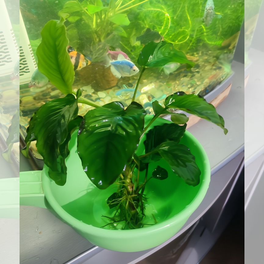 Растение в аквариумное