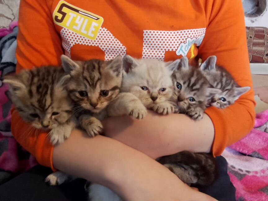 Котята Британские, табби