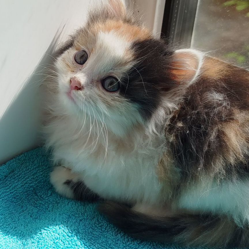 Сибирский котёнок