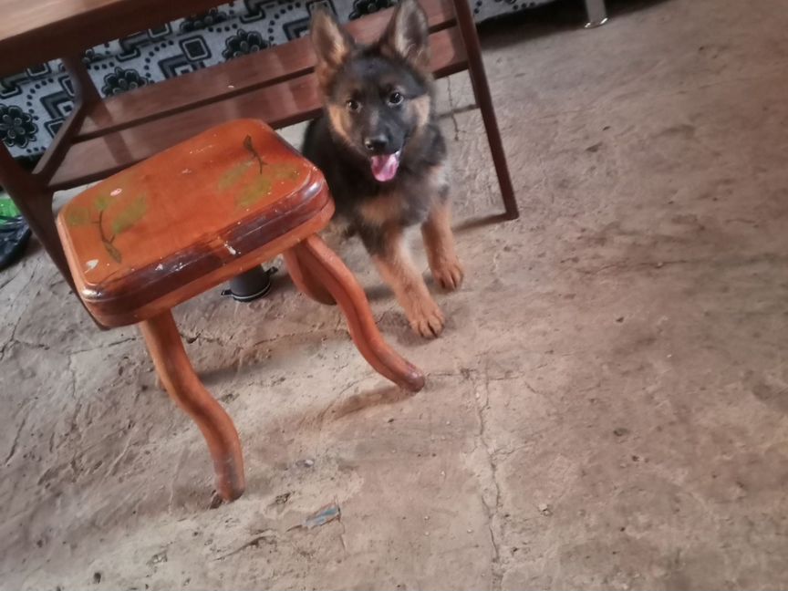 Собака немецкая овчарка маленькая