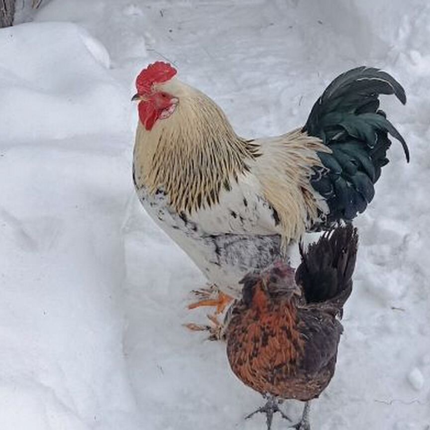 Молодые петухи