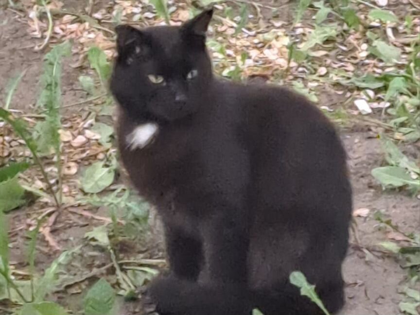 Котик Сильвестер ищет дом,спасите