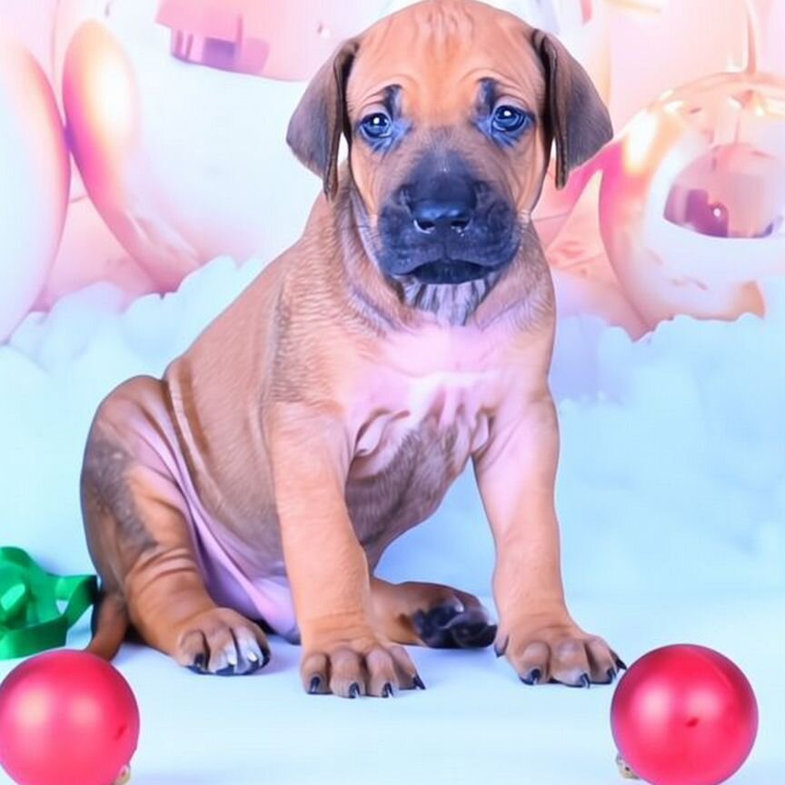 Родезийский риджбек, щенок