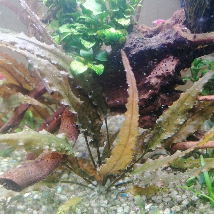 Аквариумные растения