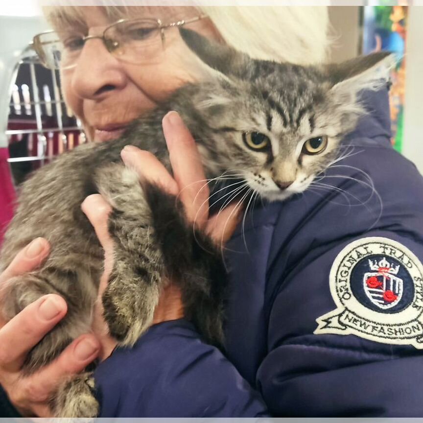 Кошка-подросток в добрые руки