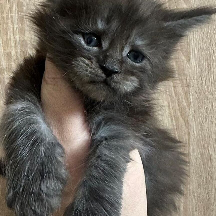 Котята мейн-кун в варежках