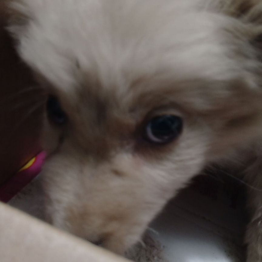 Отдам собаку бесплатно