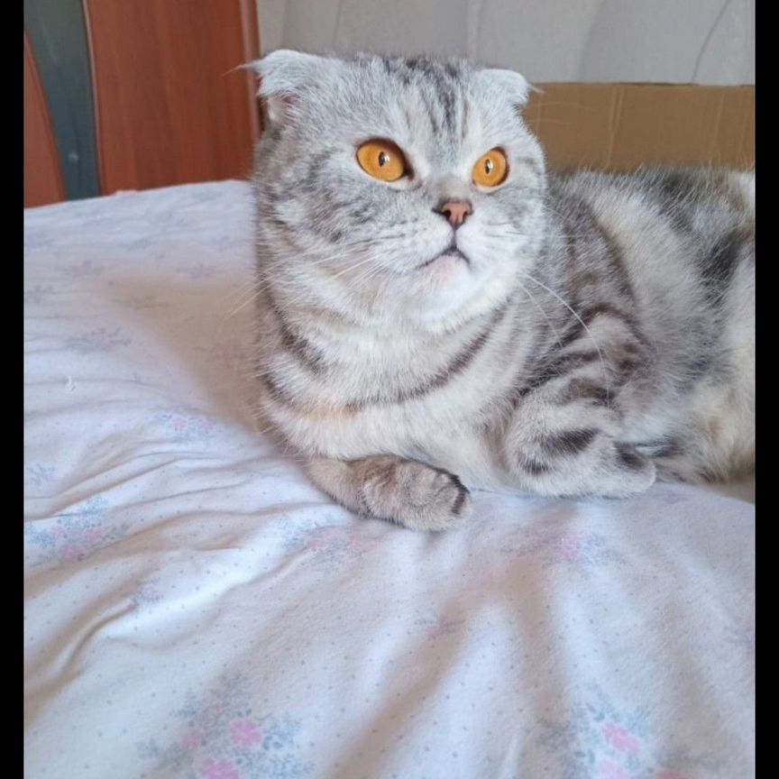 Шотландская