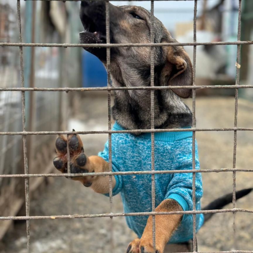 Щенок в приюте