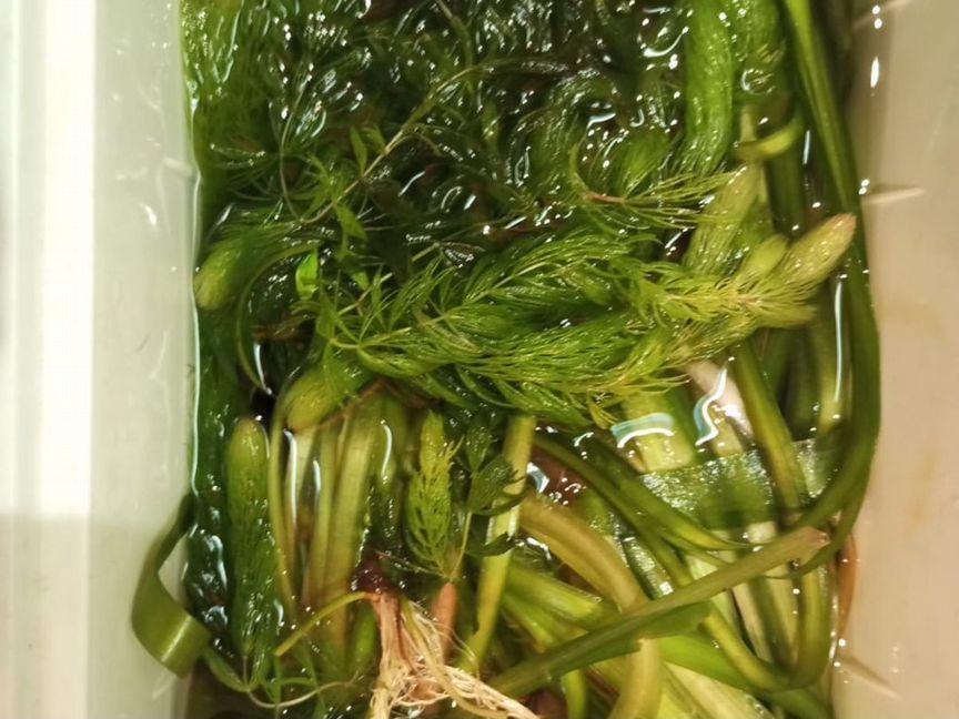 Растения после прополки