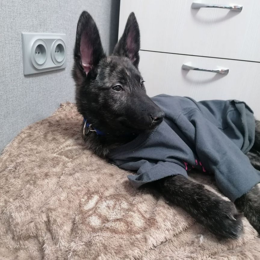 Щенок в добрые руки