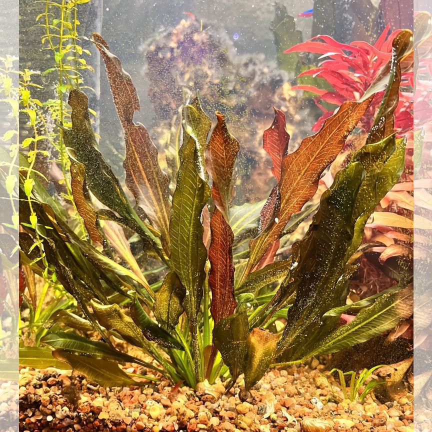 Аквариумное растение