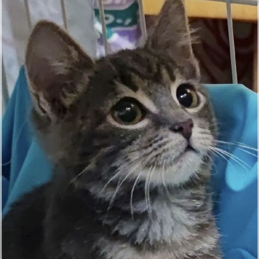 Котёнок в добрые руки