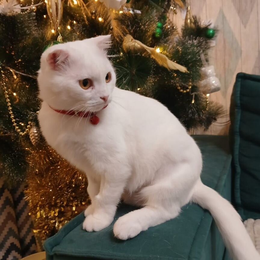 Кошка неимоверной красоты