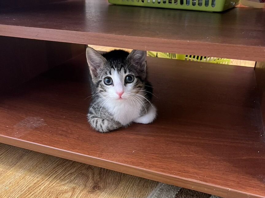 Котенок Тимка ждет свою семью