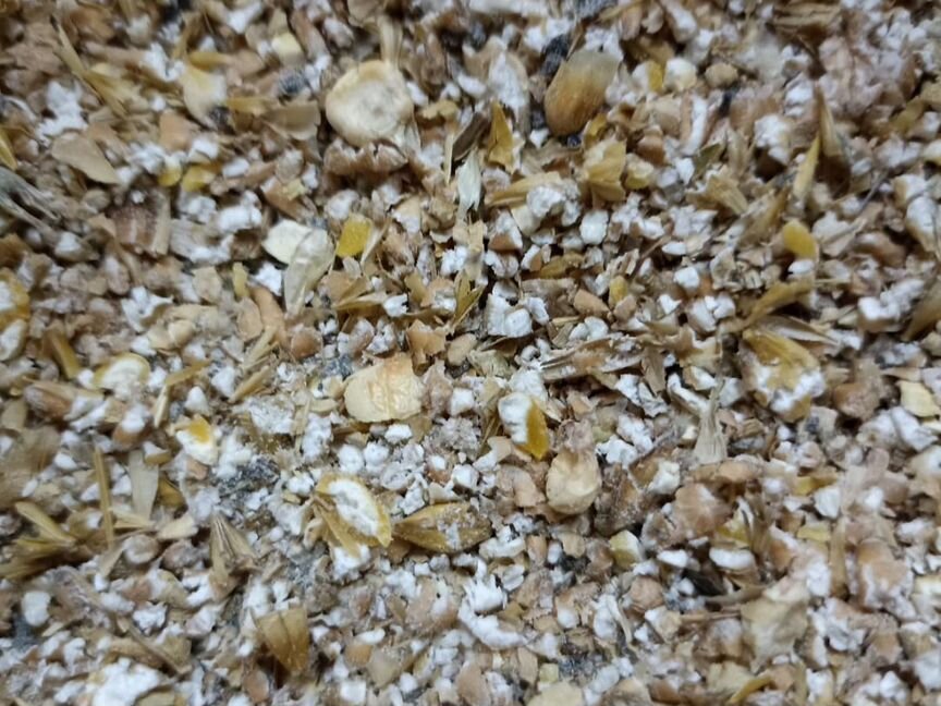 Зерносмесь с кукурузой