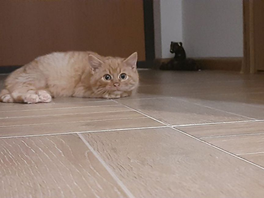 Нереально милый рыжий котёнок