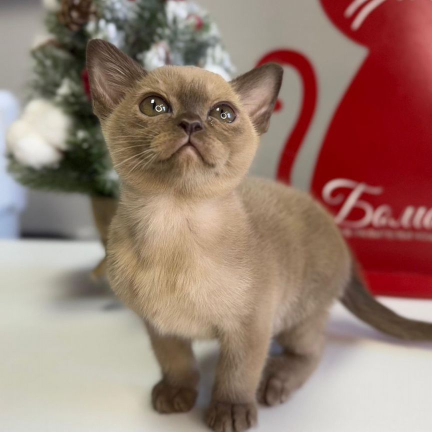 Европейский бурманский котёнок