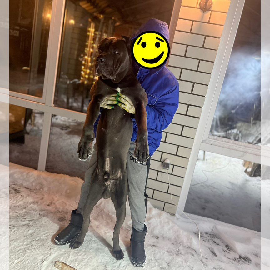 Кобель вязка кане корсо