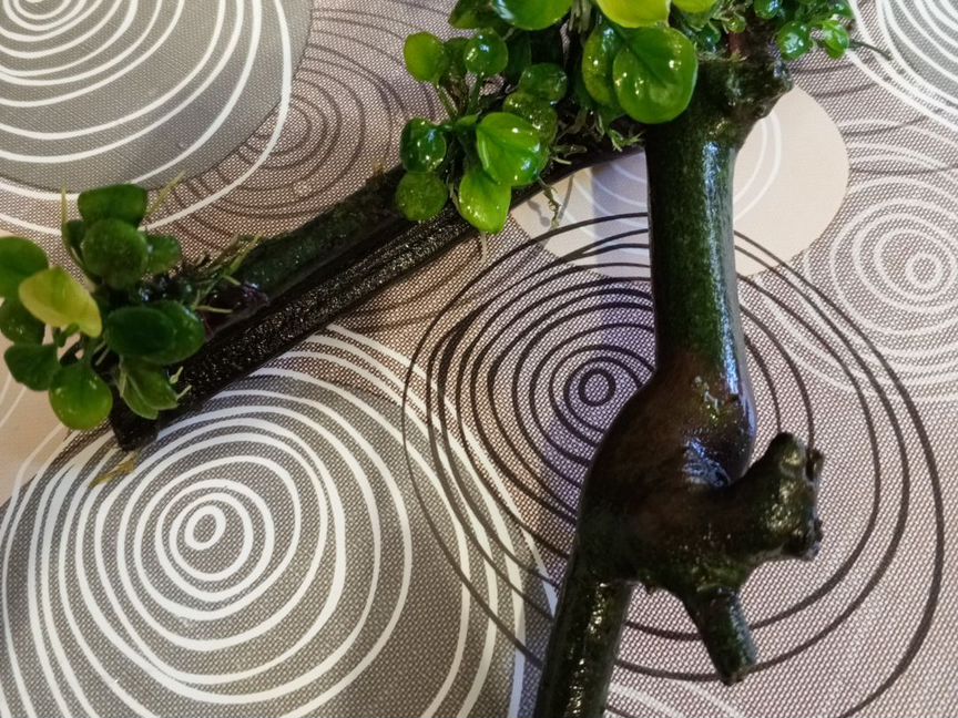 Аквариумные растение