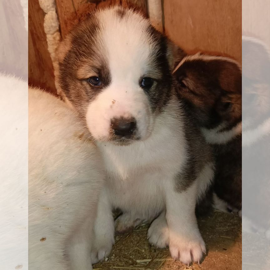 Среднеазиатская овчарка, щенок