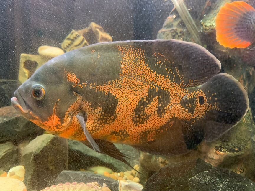 Тигровый Астронотус