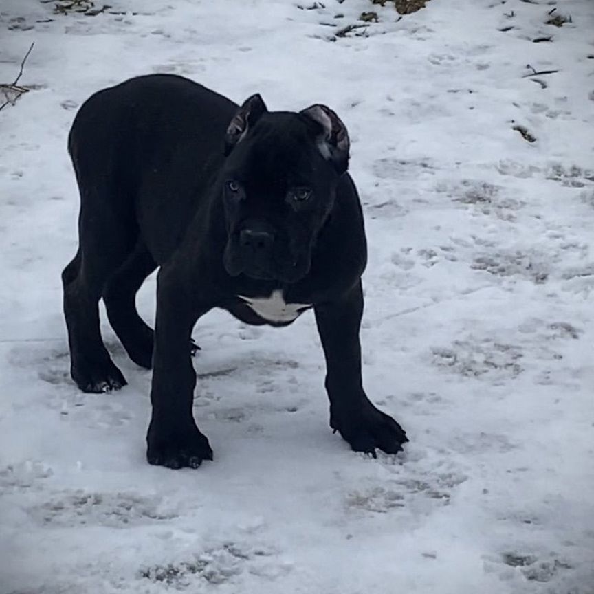 Кане корсо мальчишки